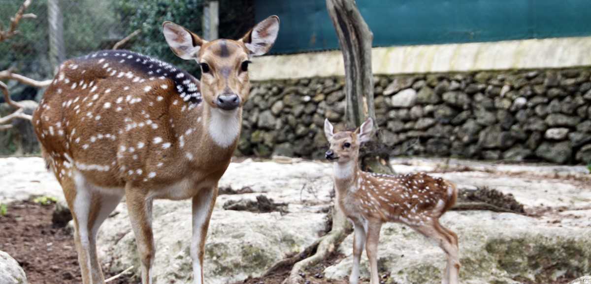 Zoo Lloc Menorca
